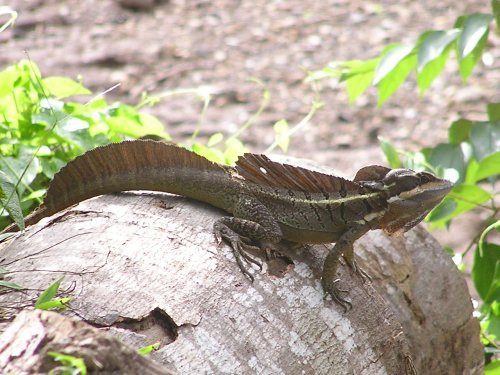 ECOSISTEMAS DE COSTA RICA: PARQUE NACIONAL MARINO BALLENA
