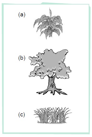 Struktur Daun dan Batang pada Tumbuhan - Panduan soal