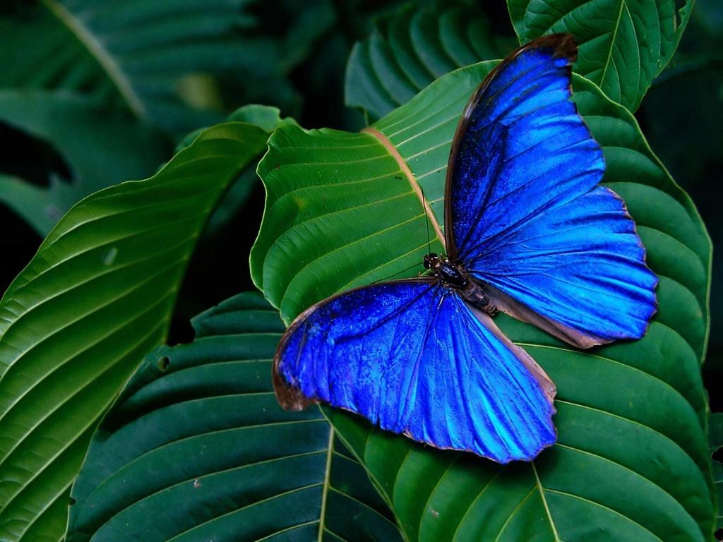 CRIATURAS Y HUMANOIDES: PROTECCIÓN PARA LA MARIPOSA AZUL DE MIAMI