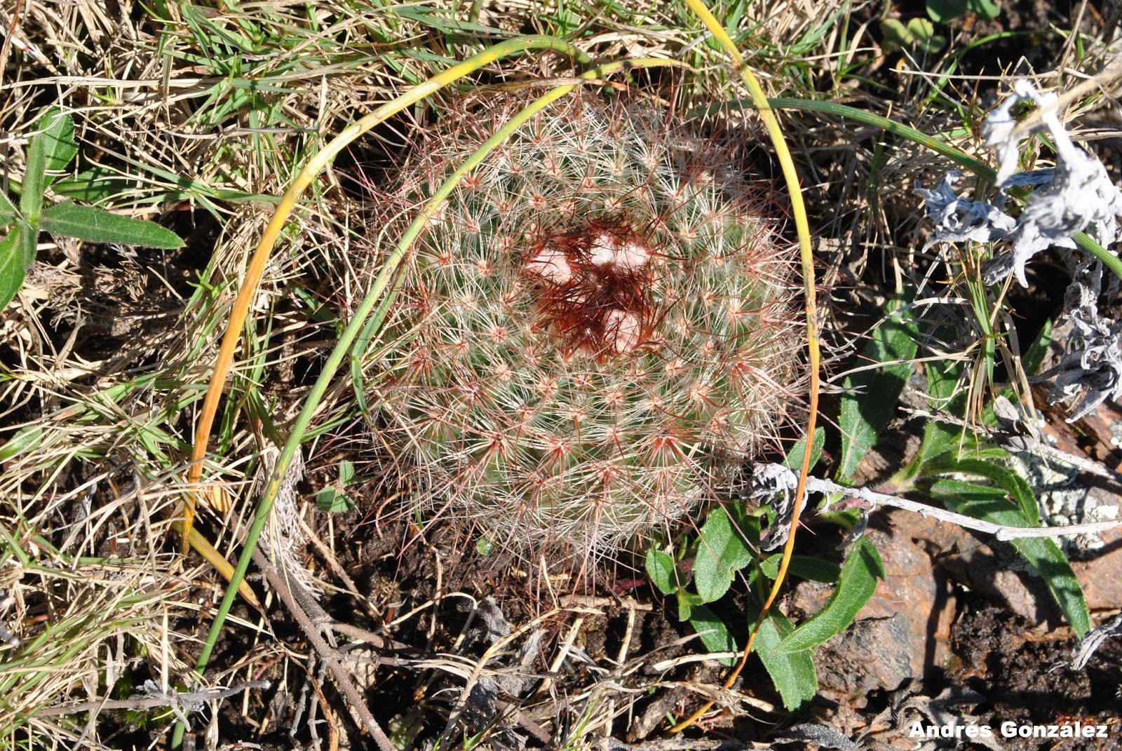 FOTOS DE FLORA NATIVA Y ADVENTICIAS DE URUGUAY : Parodia concinna ...