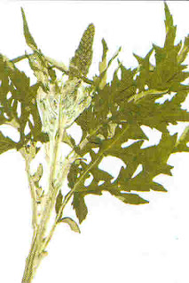 Centro Poblado de Chaca: ESTUDIO ETNOBOTÁNICO DE LAS PLANTAS ...