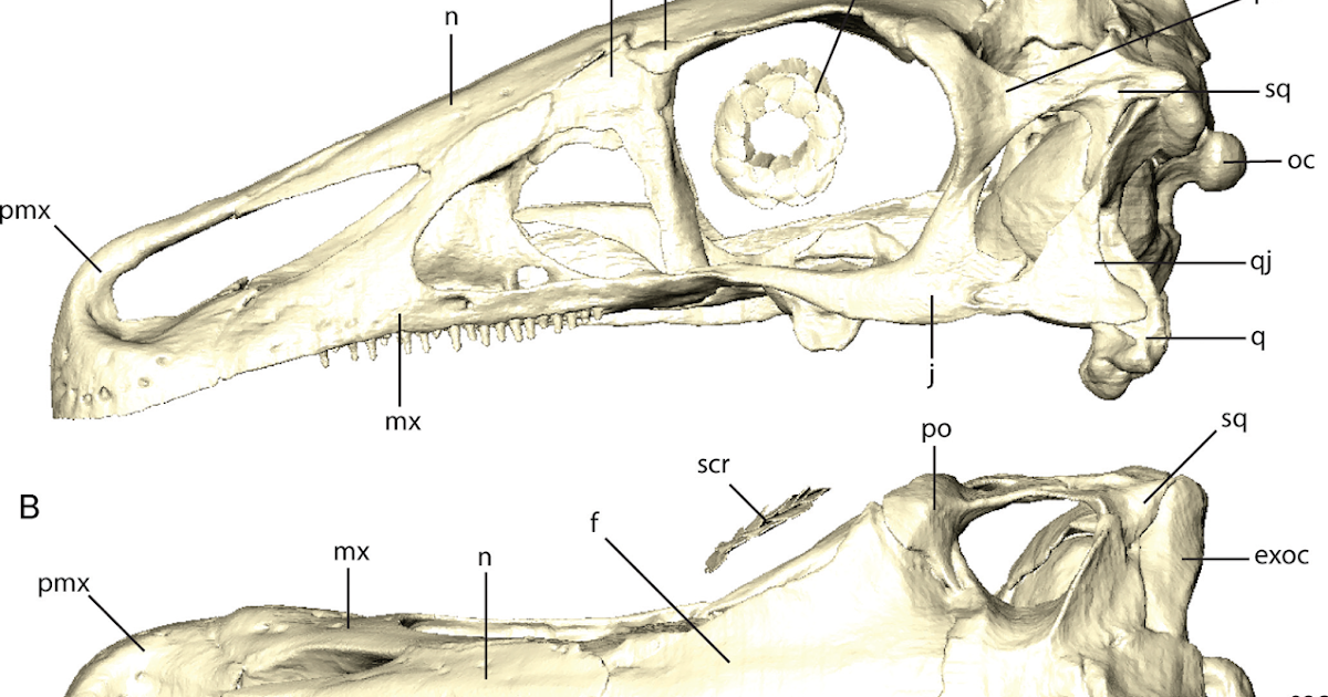 Raptormaniacs: What Did Mesozoic Maniraptors Eat? Results from My ...