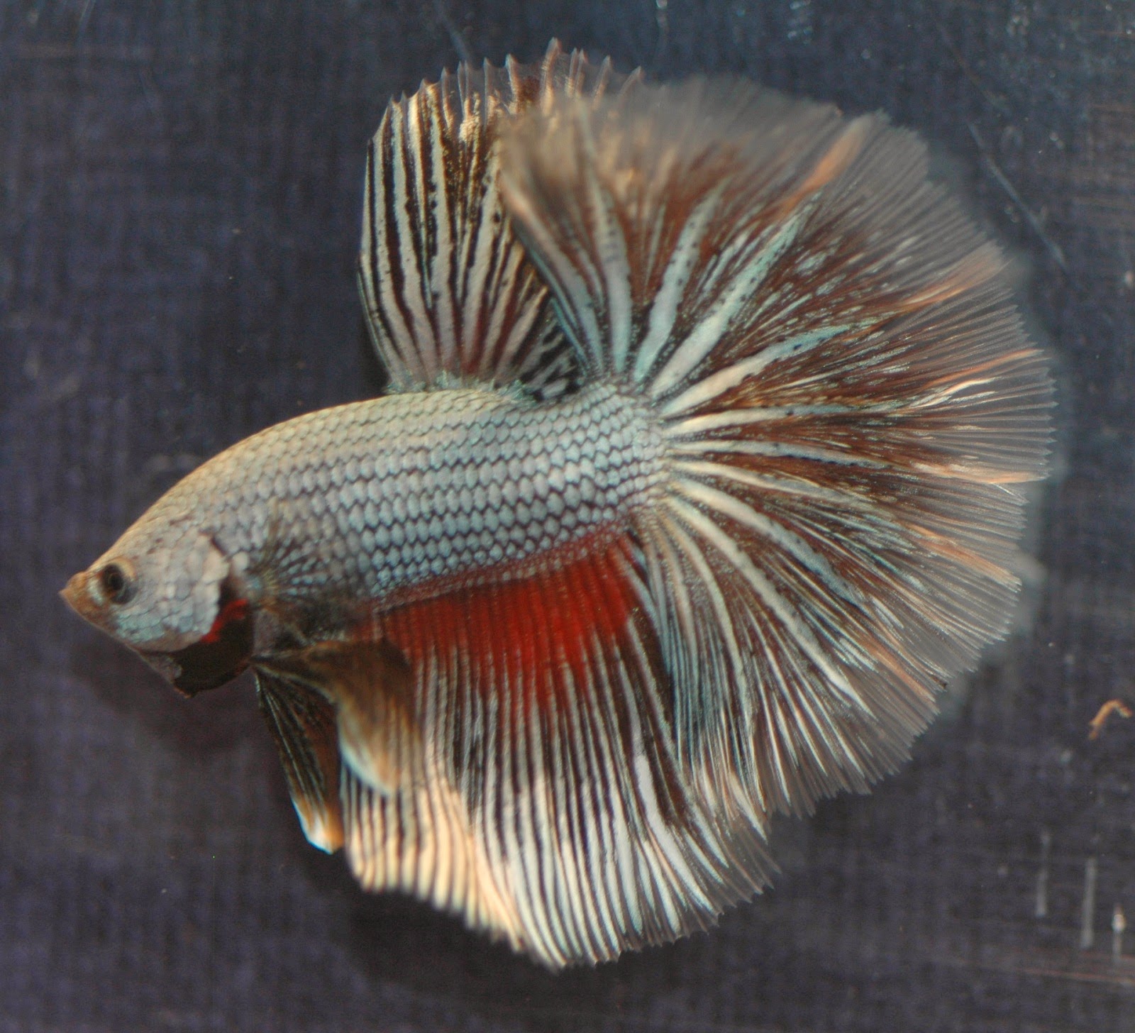 Blok888: Top 10 Most Beautiful Freshwater Fish in the world 1 Blok888: Top 10 Most Beautiful Freshwater Fish in the world 1