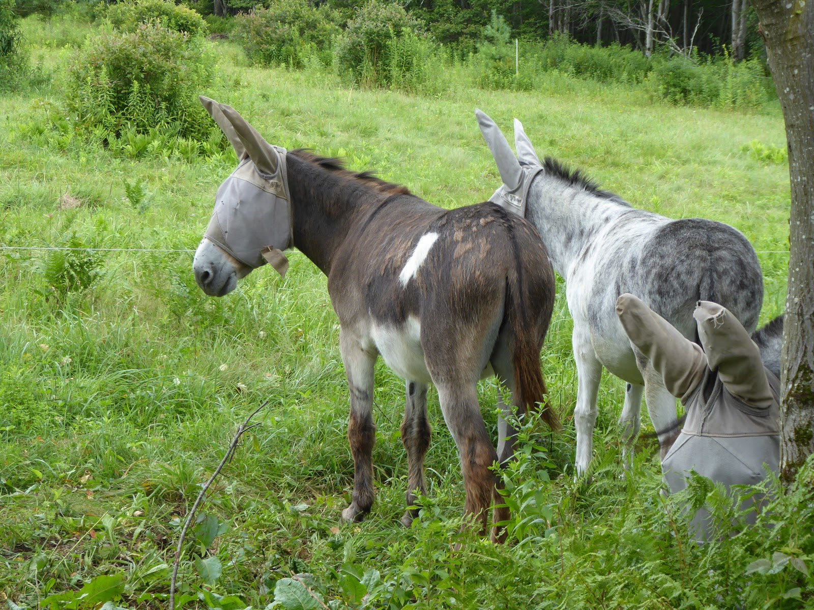 The Dancing Donkey: Man of Many Colors
