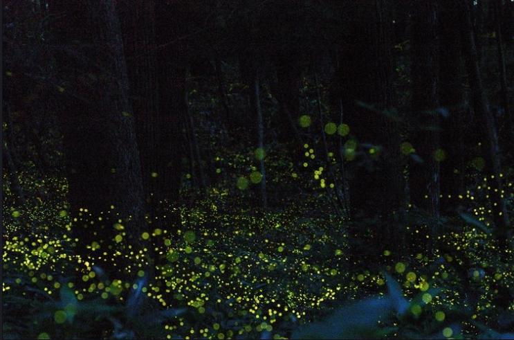 fiesta!: The 17th Muju Firefly Festival