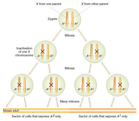 Fabry's Disease – modes of inheritance - Renal Fellow Network