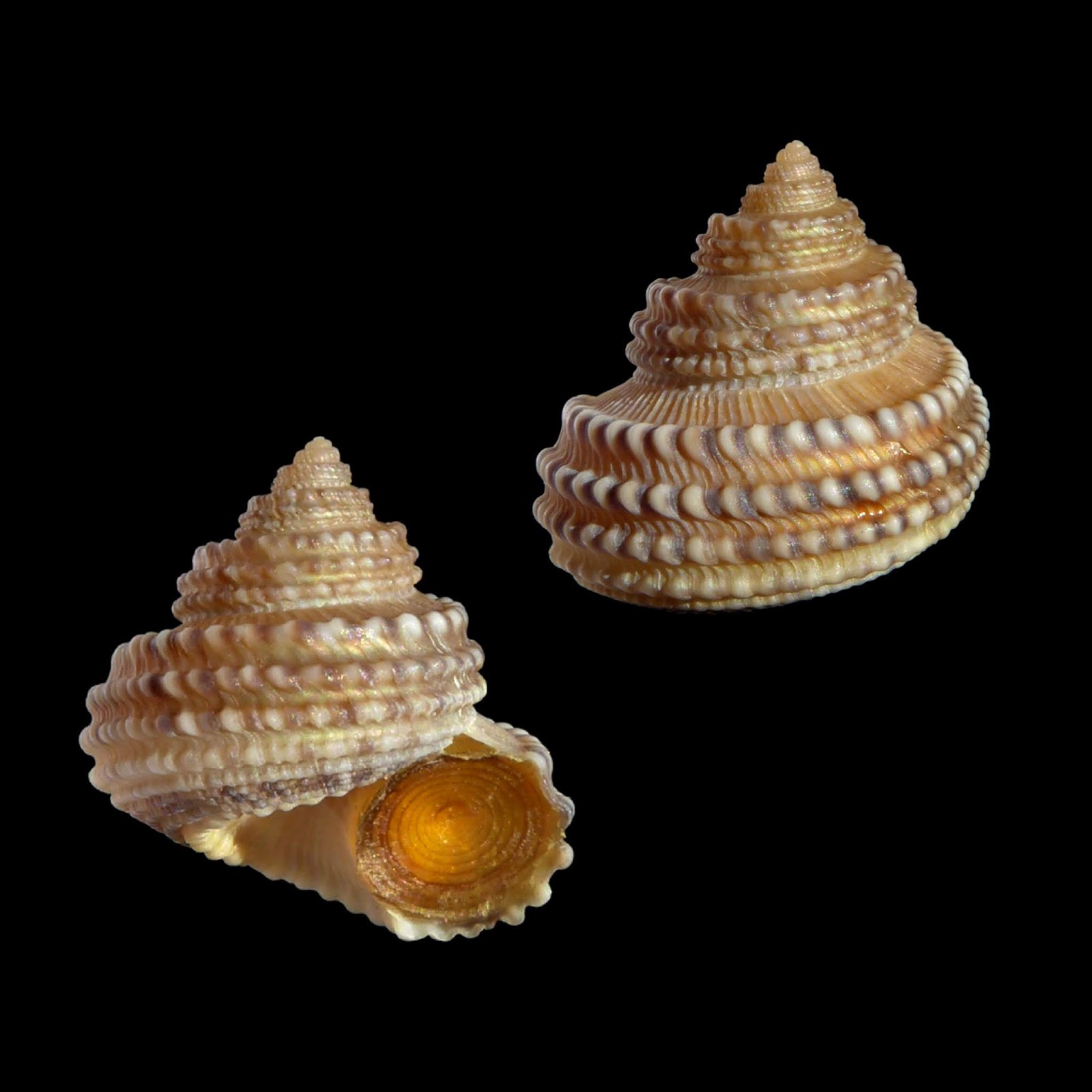 讀殼: 繩紋鐘螺