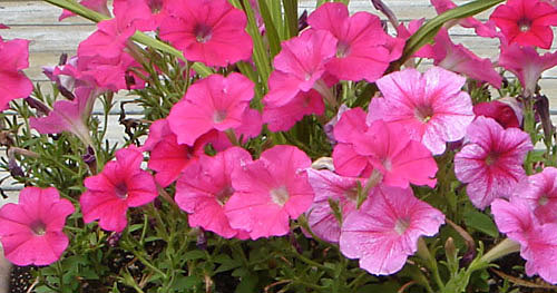 May Flower Challenge - Day 21, Back to Making Lists - The Red Painted ...