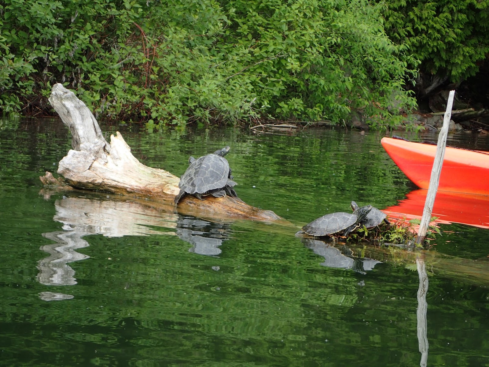 Mechanical Zoo: Calabogie bound: Part 3 Gananoque kayaking