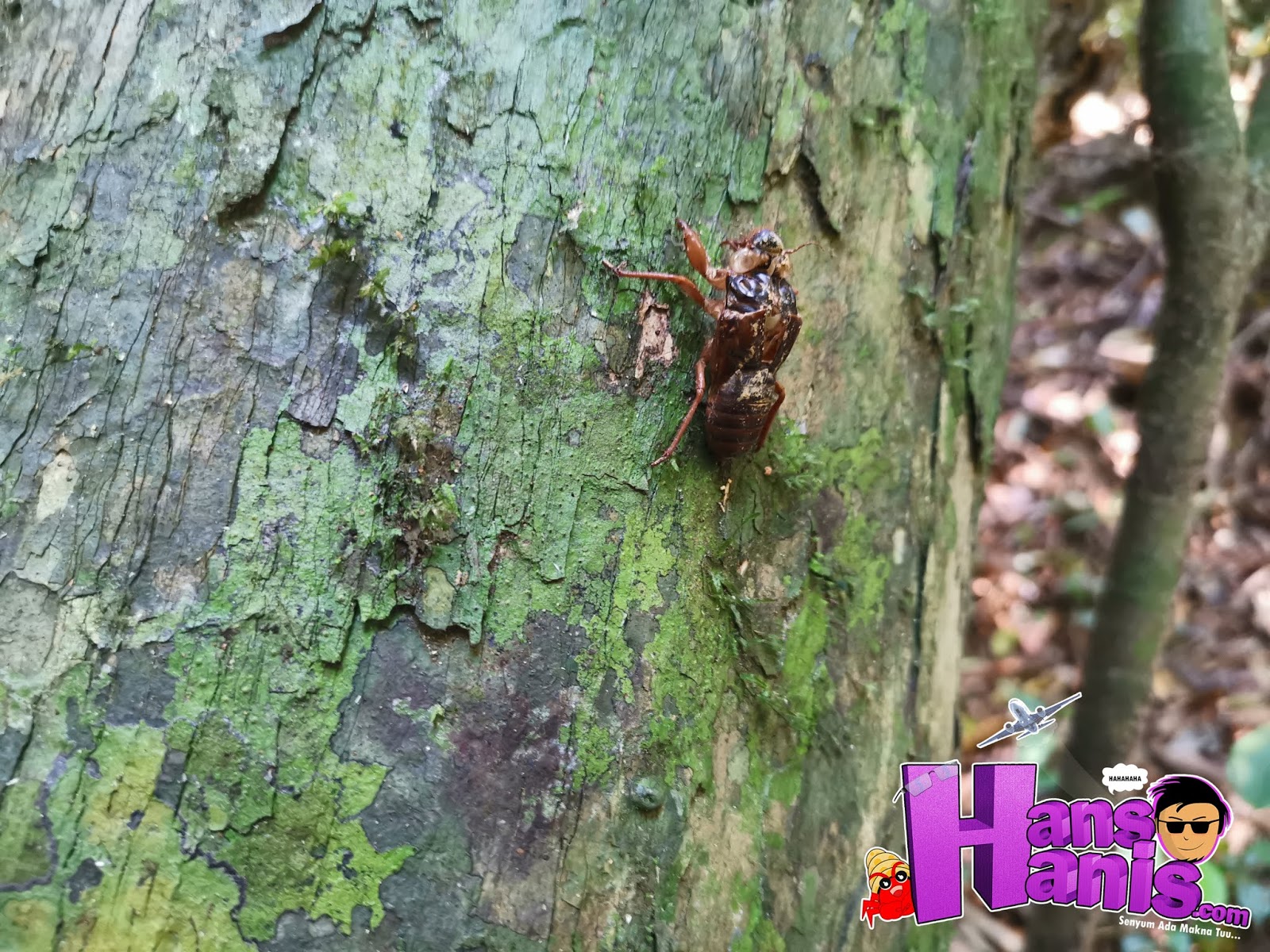 Pokok Melunak Terbesar Di Malaysia