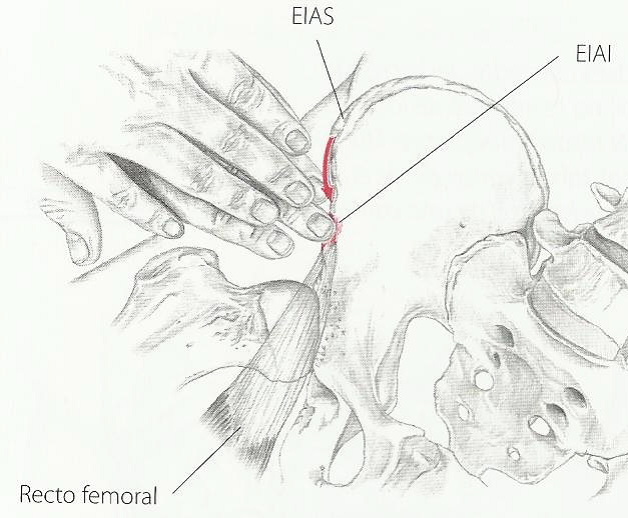 PRODUCCION Y TRATAMIENTO DE IMAGENES DIAGNOSTICAS: ANATOMIA DE SUPERFICIE