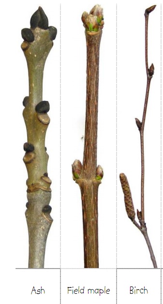 Becoming A Horticulturist: Plant ID Week 8: Winter twig identification