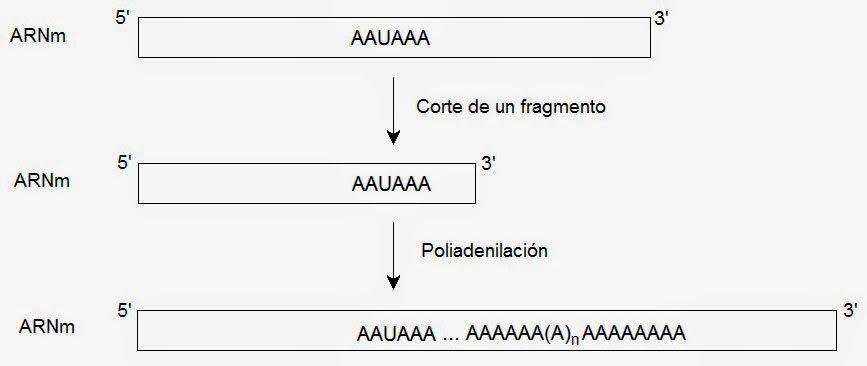 Procesamiento del ARN en eucariotas | Apuntes de Bioquímica