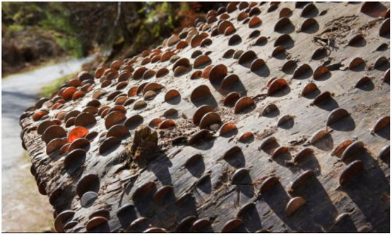 Misteri Ribuan Duit Syiling Tertanam Dalam Batang Pokok - CariDotMy