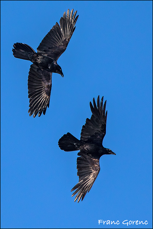 A Visit to New South Wales, Australia - Travels With Birds