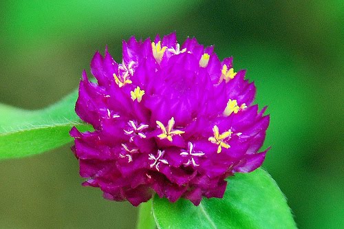 BEAUTIFUL FLOWERS: Amaranth Flowers - Pictures & Meanings