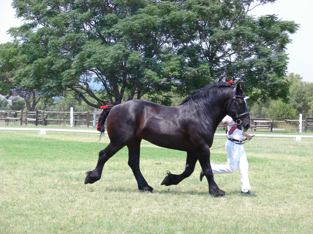 Summerwind Percheron: February 2012