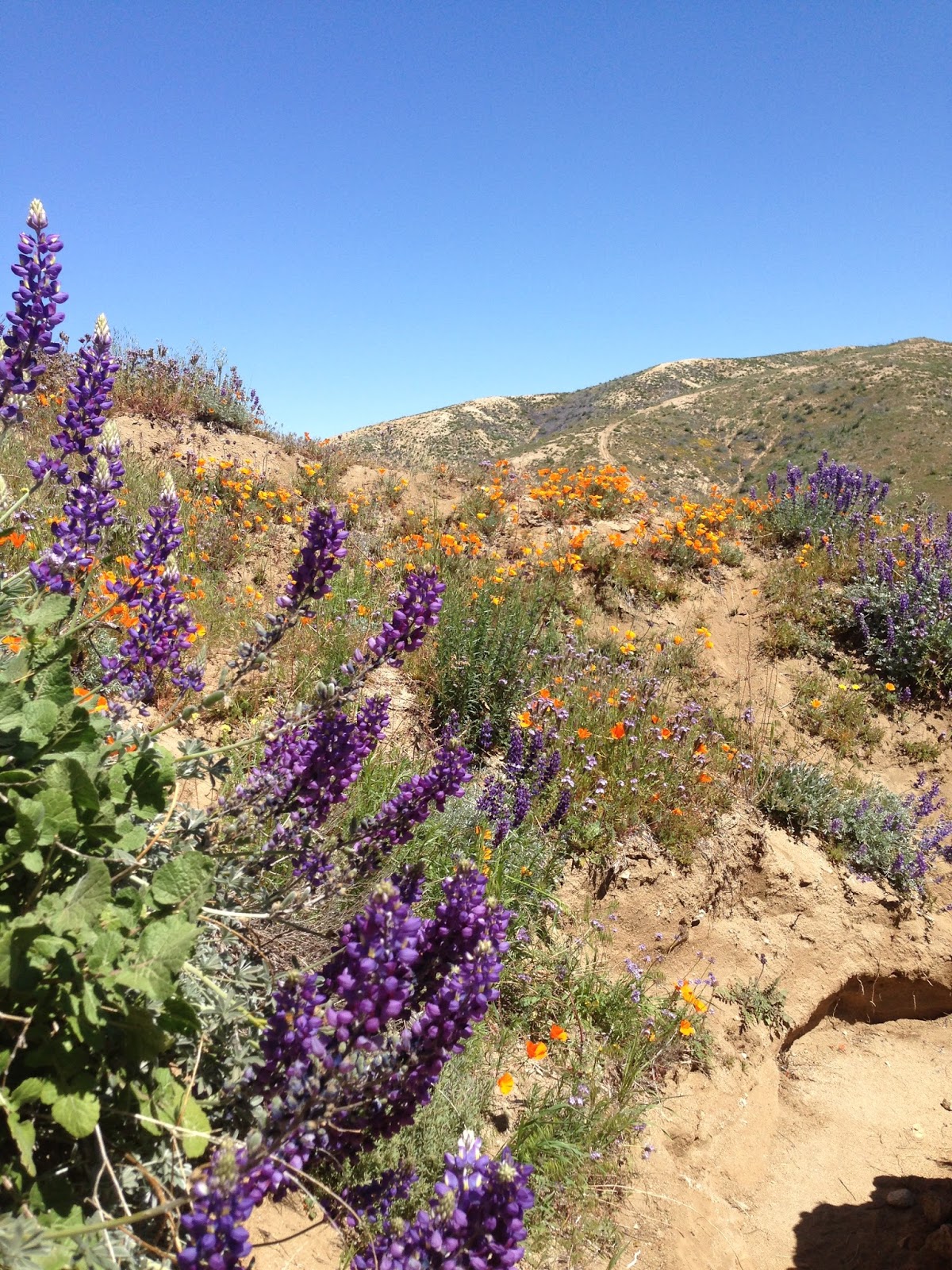 Wildflowers by Elizabeth Lake, Antelope Valley, CA - April 2016