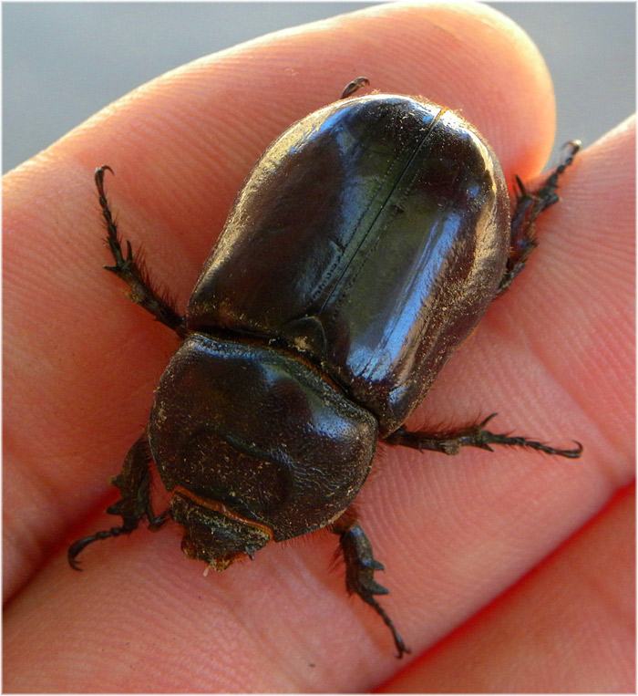 FOTO NATURA HUESCA 2: ORYCTES oryctes-hembra hembra-escarabajo ...