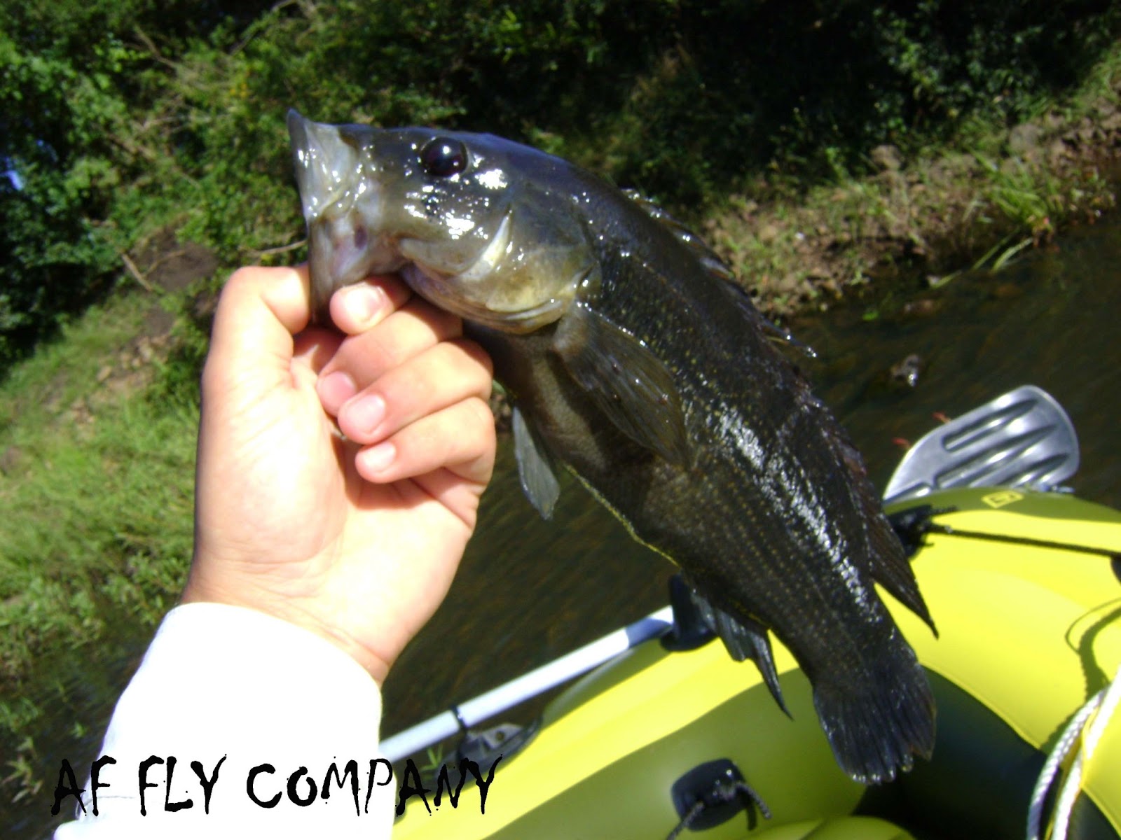 AF FLY COMPANY: JACUNDÁ...