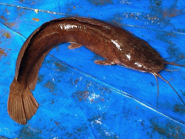 Lele Sangkuriang Asal Usul dan Keunggulannya