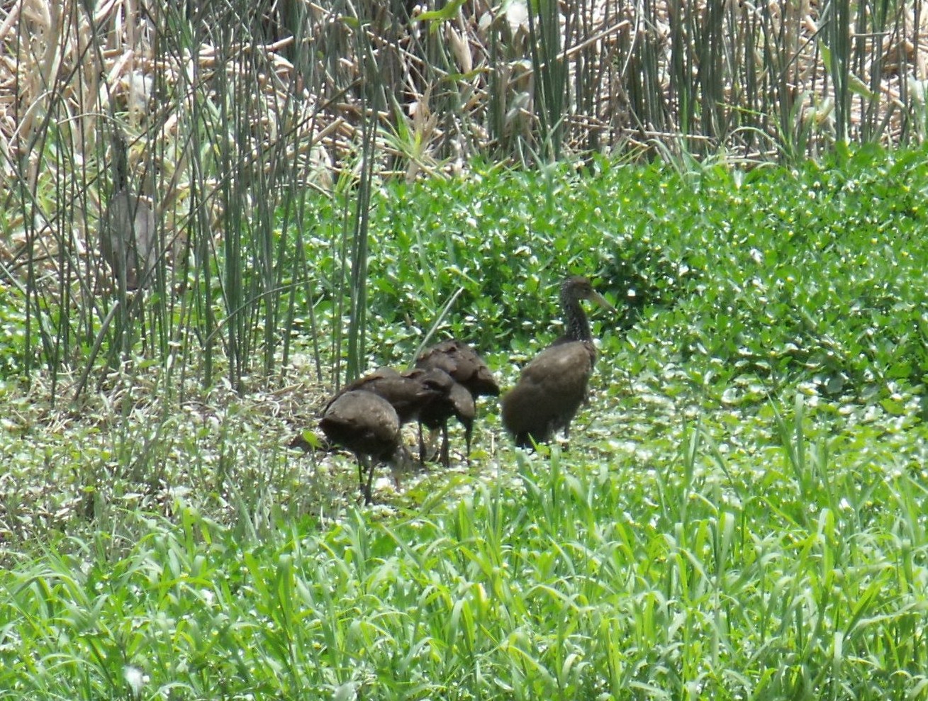 NATURALEZA Y CULTURA: El Carau