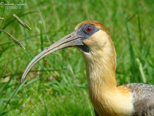 CIÊNCIAS NA ESTEFANA: CURICACA (Theristicus caudatus)