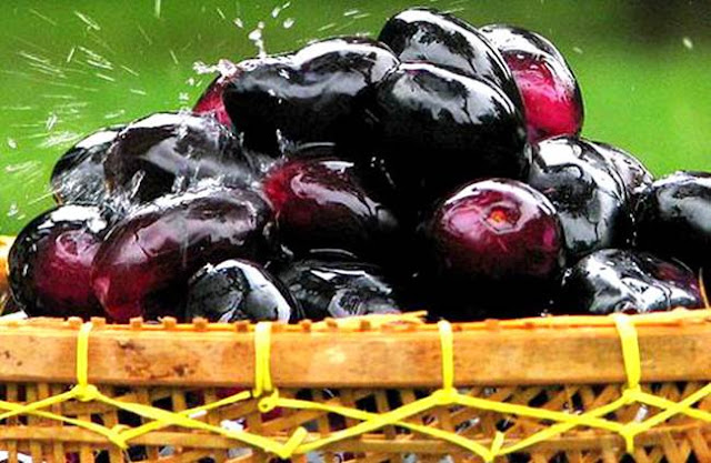 Inilah 7 Khasiat Buah Jamblang Yang Belum Banyak Diketahui Orang