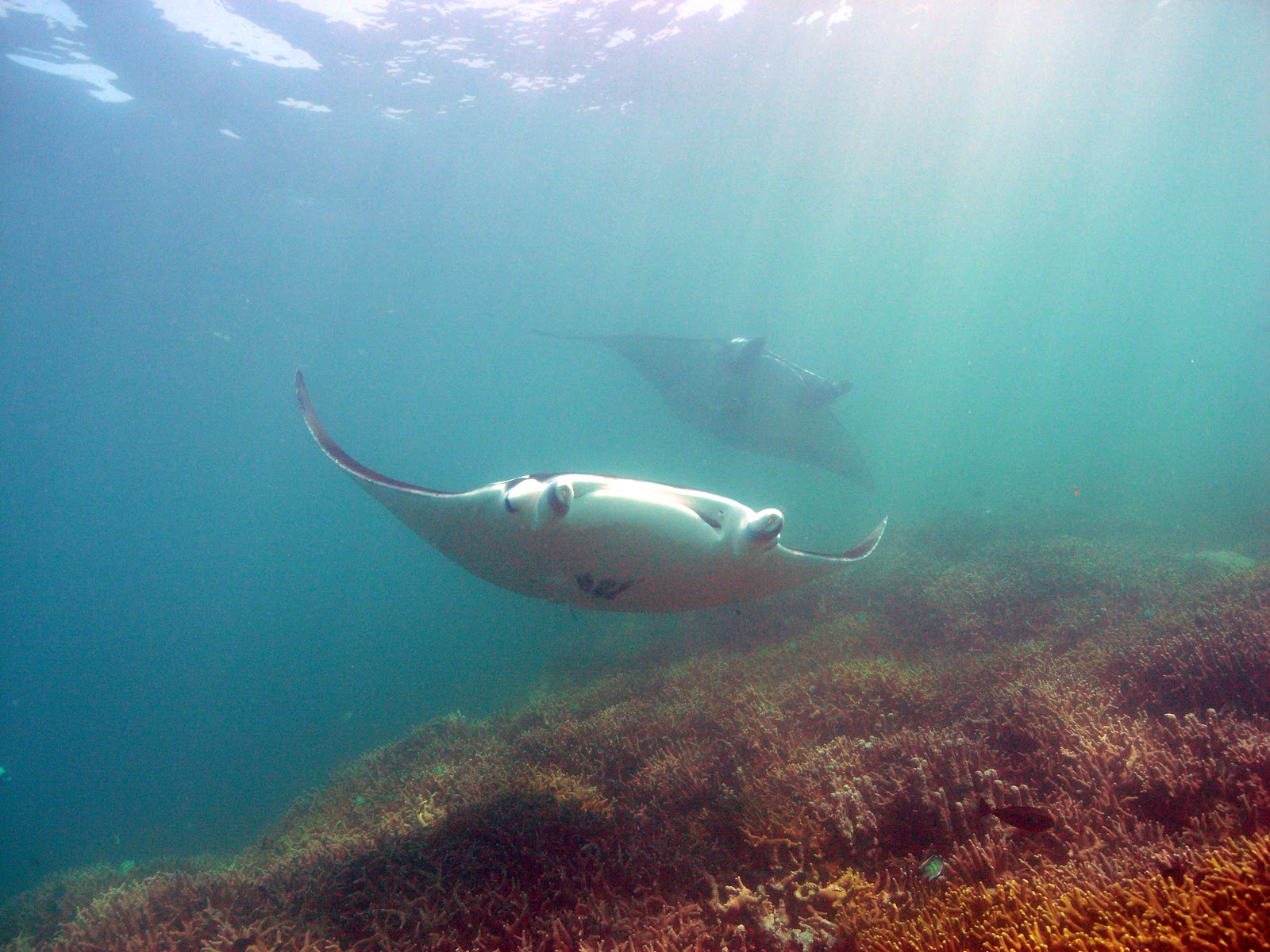 Diver Dave's Deco Stop