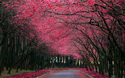 Beautiful Red Trees Wallpaper | High Quality Images