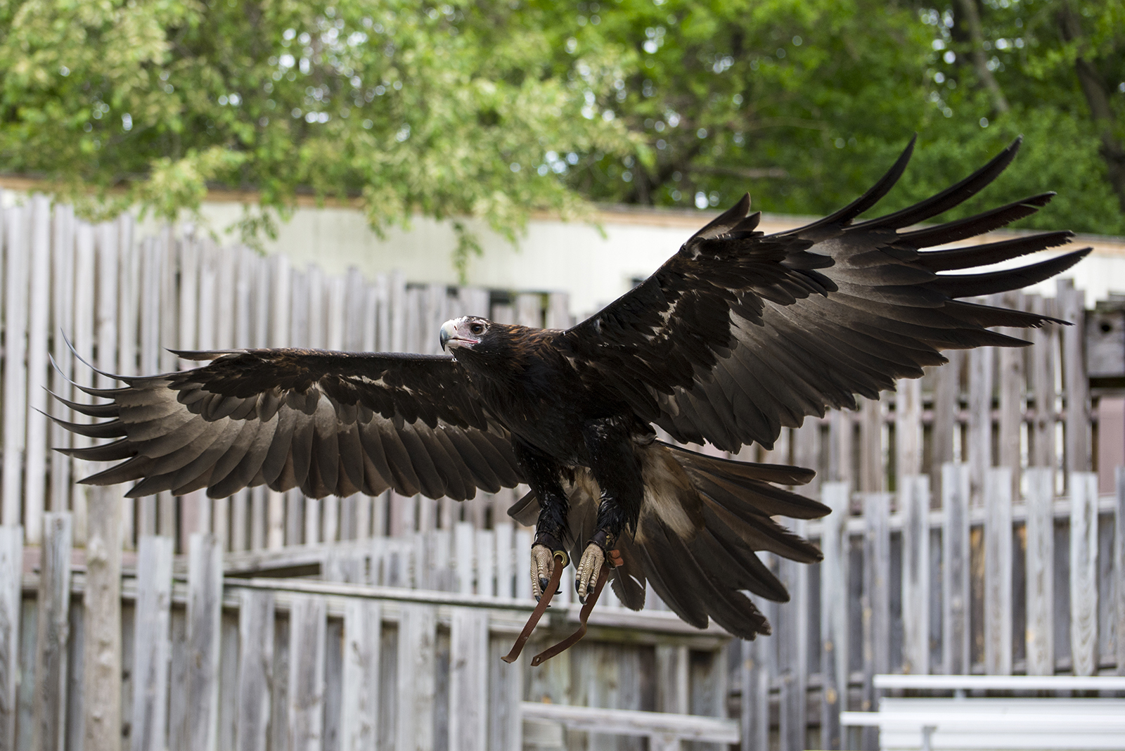 World Bird Sanctuary: Duncan The Magnificent