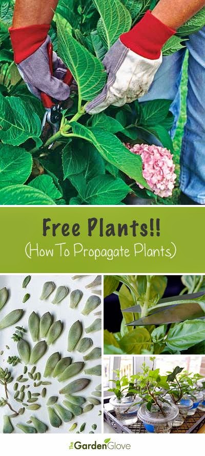 Free Plants!! • Tips and How-To's on propagating plants! | Stunning Things