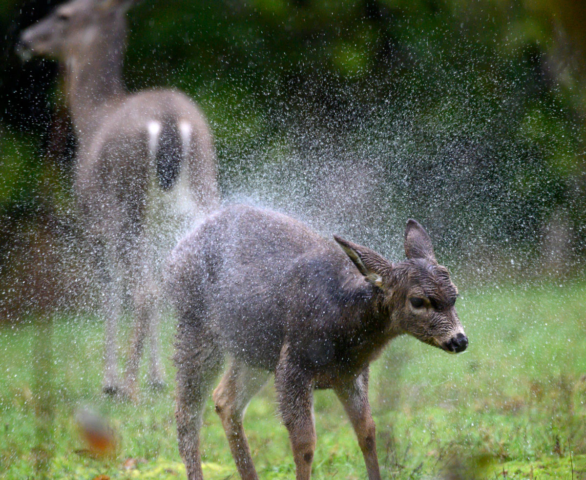 Robin Loznak Photography: Rainy day animals in Oregon