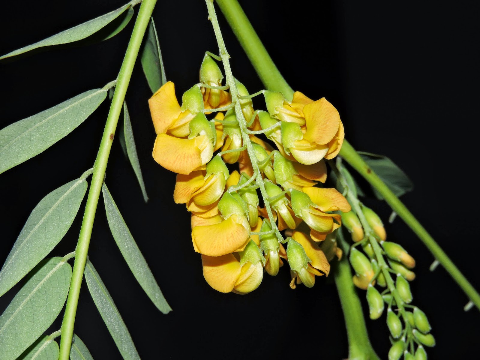 The Flowering plants (Leguminosae - Fabaceae): Papilionoideae