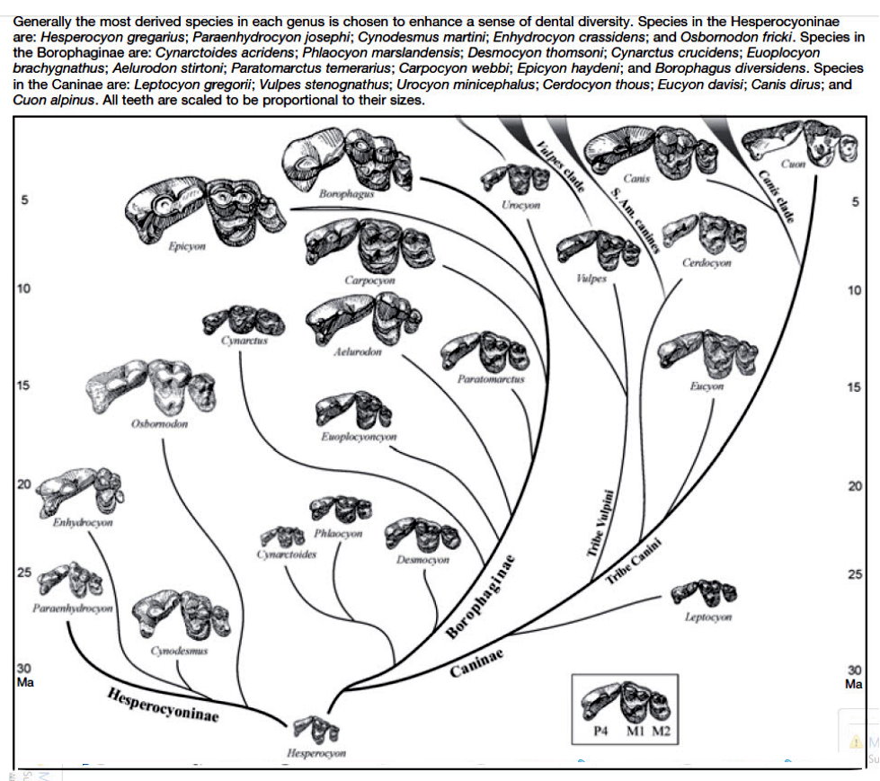 Canis lupus 101: Evolution