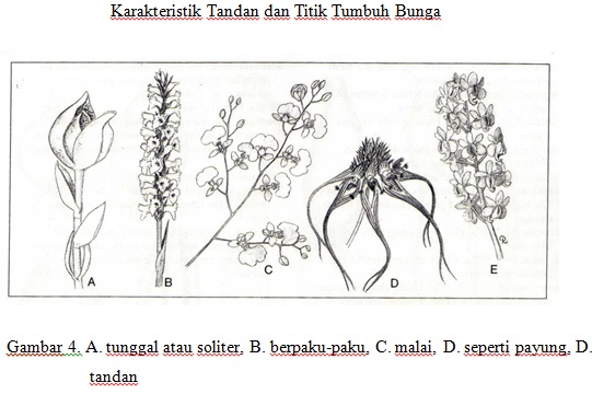 Pesona Anggrek Spesies: PANDUAN KARAKTERISASI ANGGREK