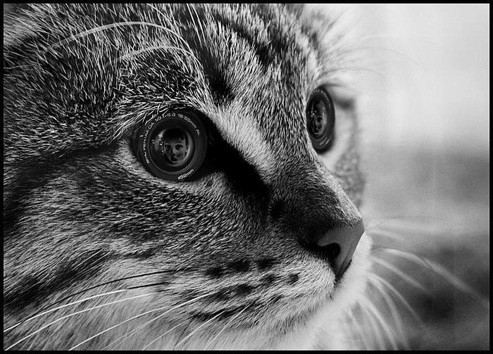 Photo Manipulation: 21 Animals -> Photoshop Part 5