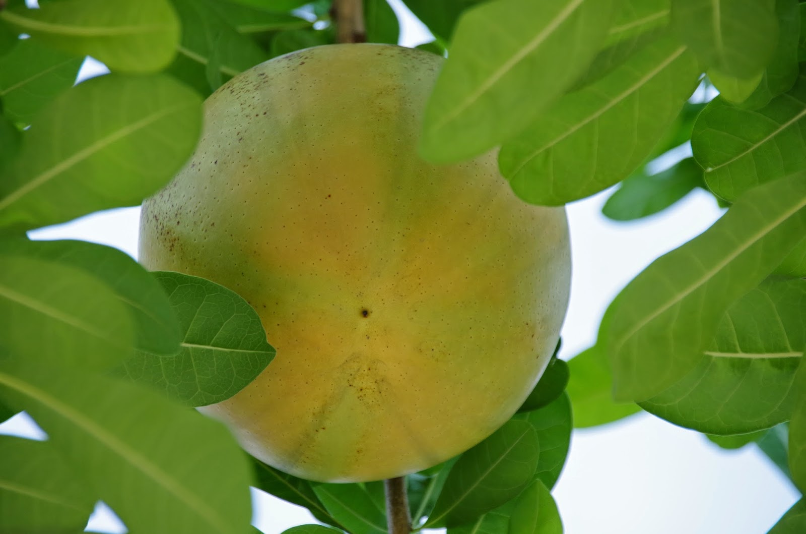 Trees and Plants: Calabash Tree