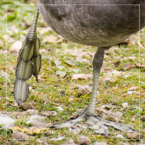 Prairie Nature: American Coot: Big Foot on the Loose in Regina