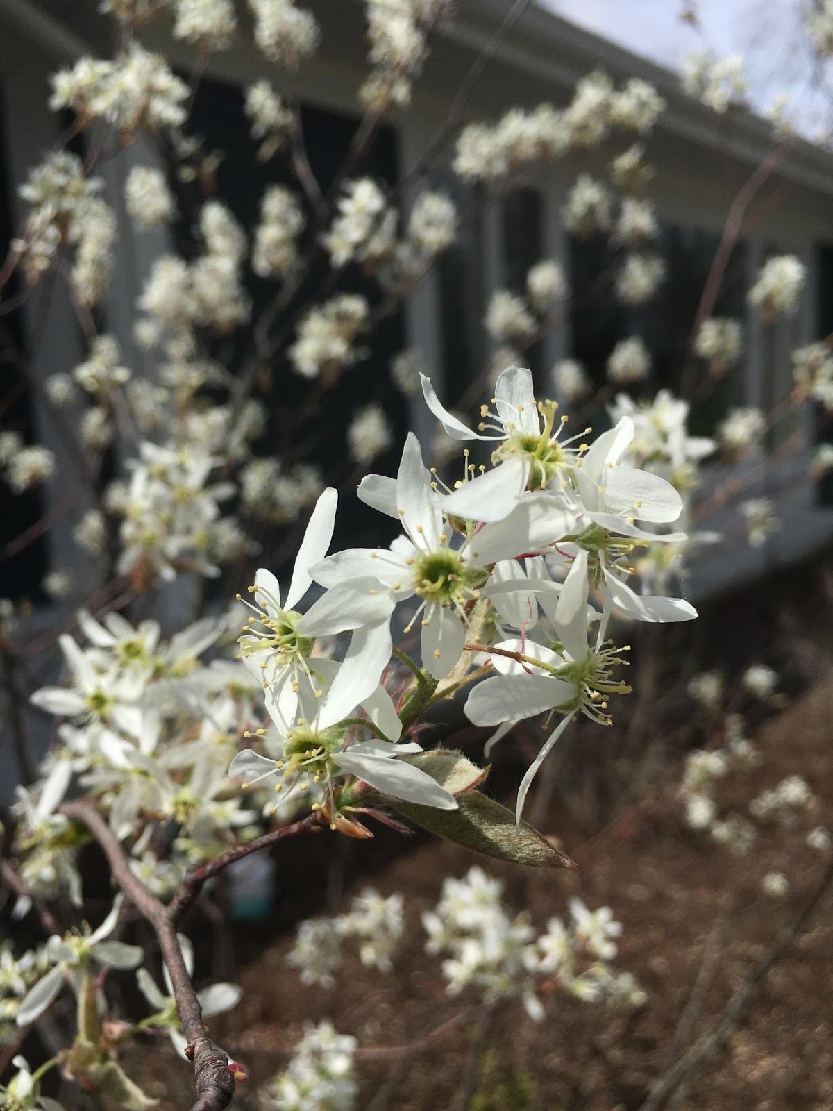 Serviceberries - Edible Landscapes