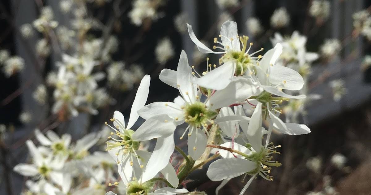 Serviceberries - Edible Landscapes