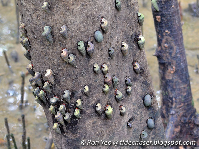 tHE tiDE cHAsER: Pasir Ris Mangrove Boardwalk