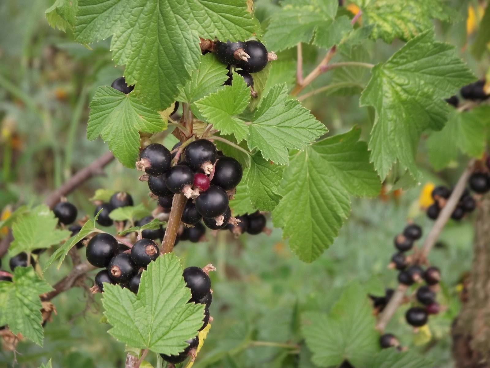 Színre szín: A ribizli kevés gondoskodást igényel,