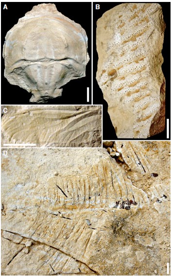 Sciency Thoughts: A Late Jurassic lagerstätte from central Poland