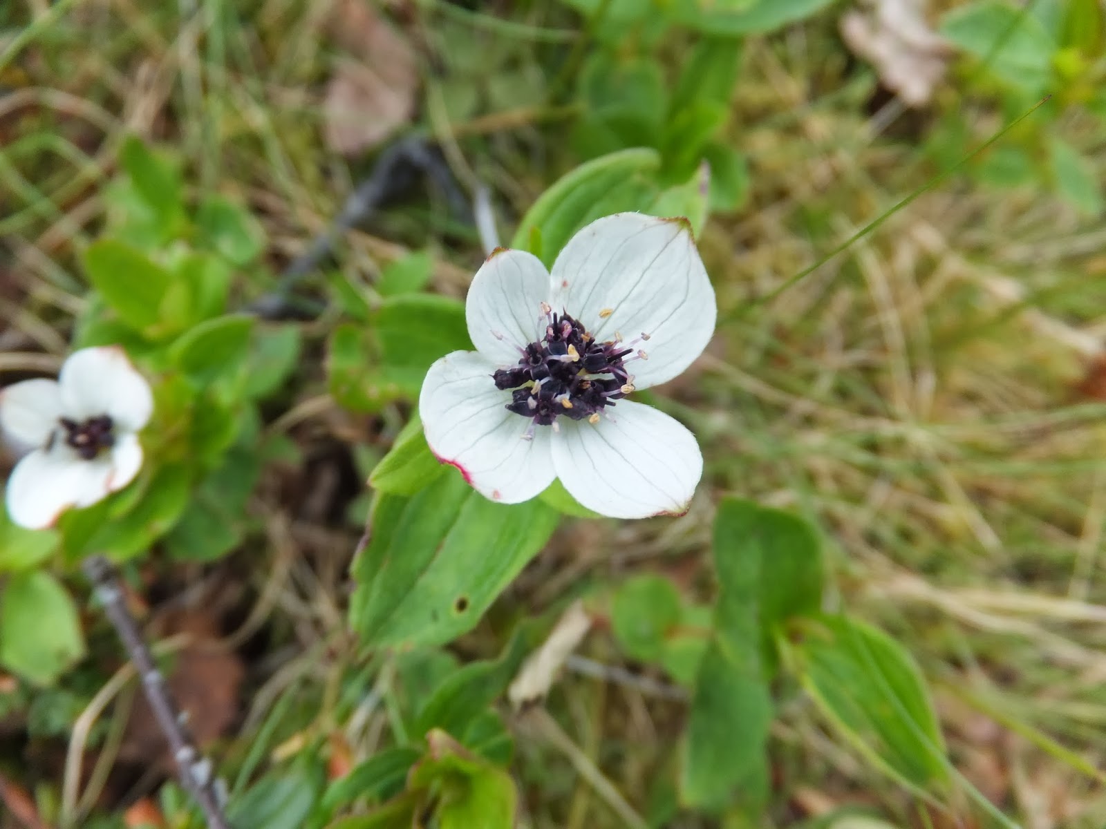 Annen jutut: ÄKÄSLOMPOLO, YLLÄS, KILPISJÄRVI, YYKEÄNPERÄ (SKIBOTN) OSA 1