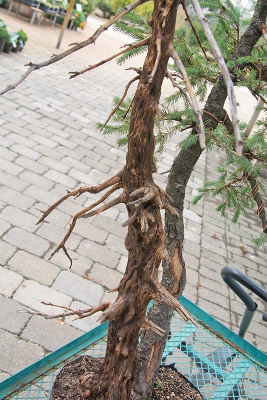 Walter Pall Bonsai Adventures: Carving by Tom Longfellow