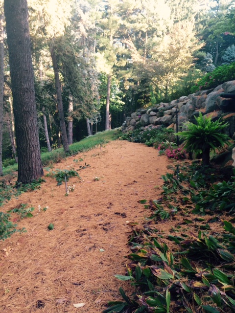 Zone Five and a Half: Pine Needle Drop