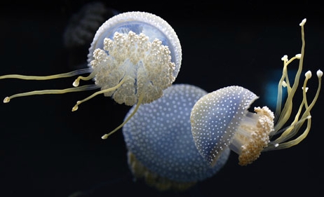 Beauty Animalia: Atlantic Jellyfish