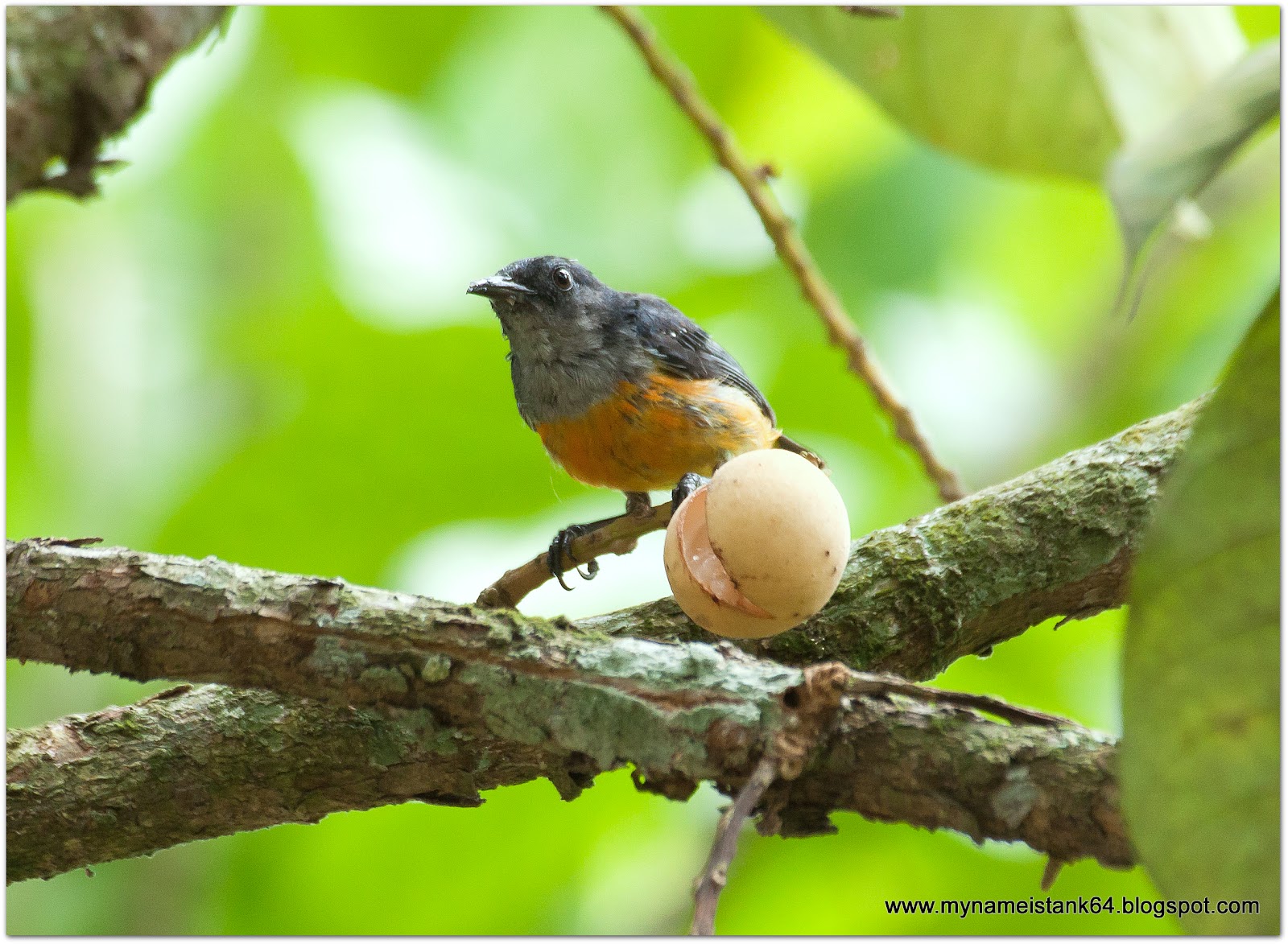 Birds of Malaysia @ mynameistank64: The Hungry Bird...