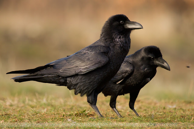 La pareja de cuervos